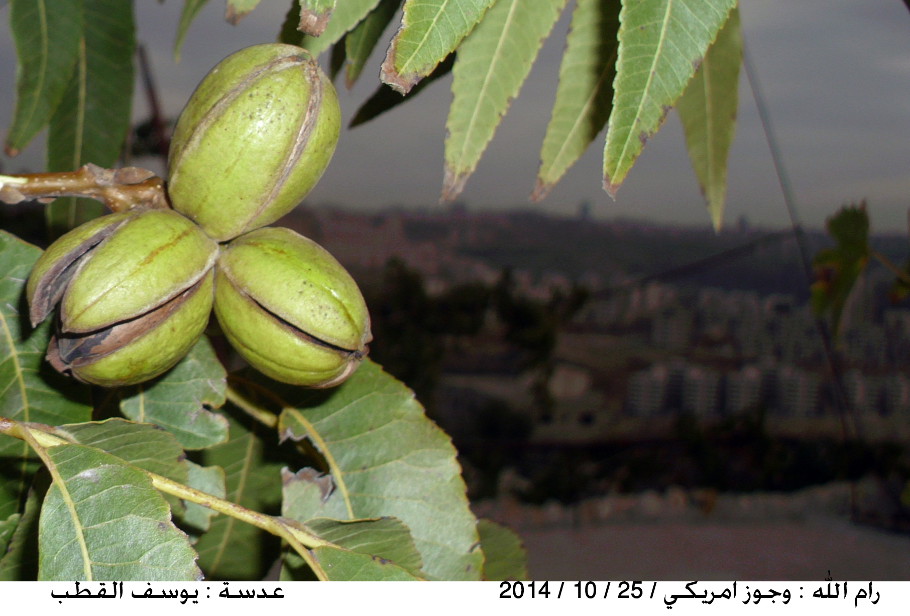 The Palestinian Museum Digital Archive - أرشيف المتحف الفلسطيني الرقمي ...